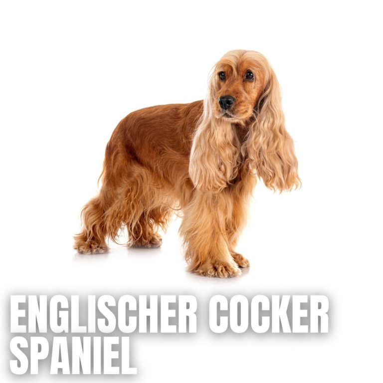 Englischer Cocker Spaniel Hunderasse: Charakter & Pflege